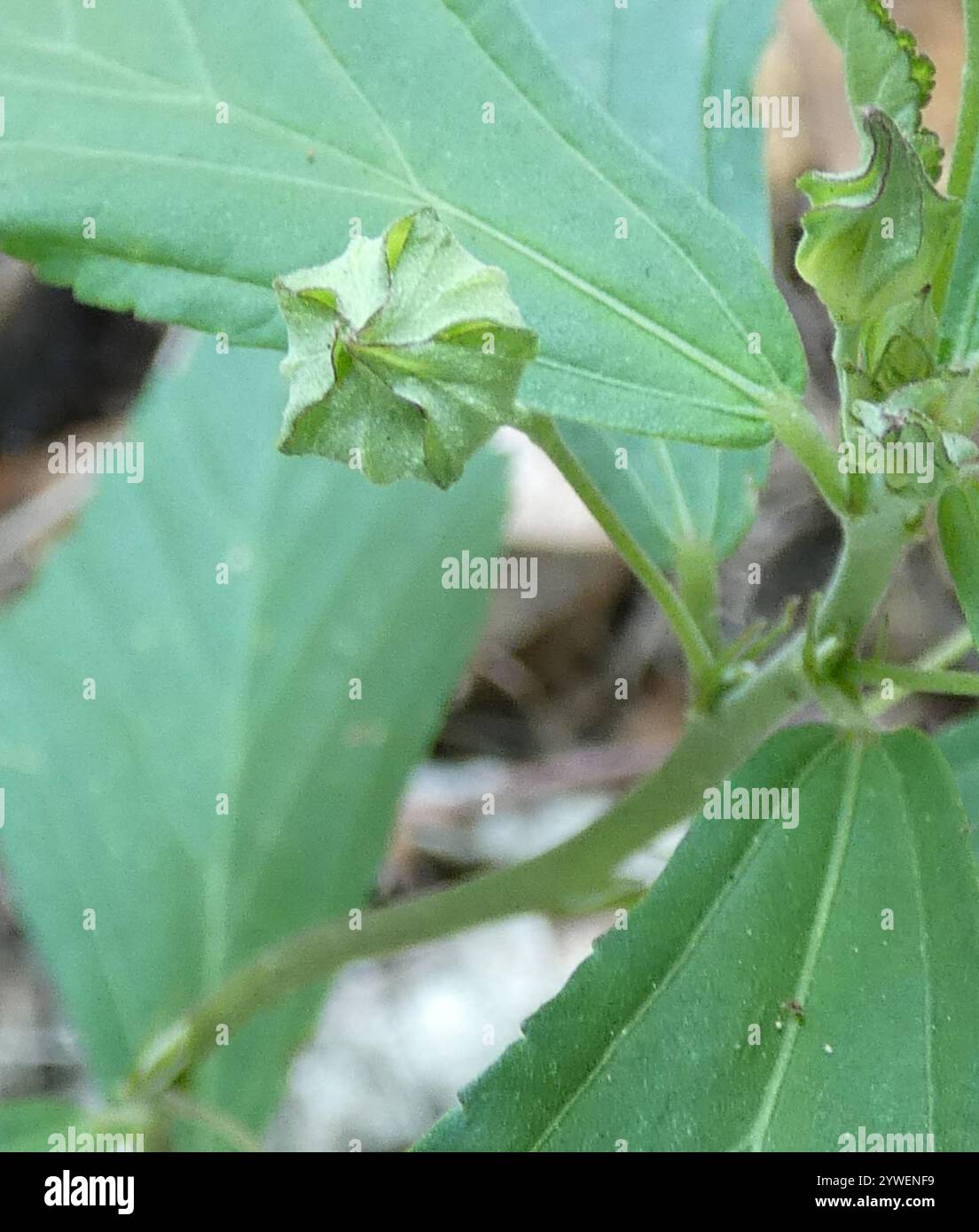 Cuban jute (Sida rhombifolia Stock Photo - Alamy