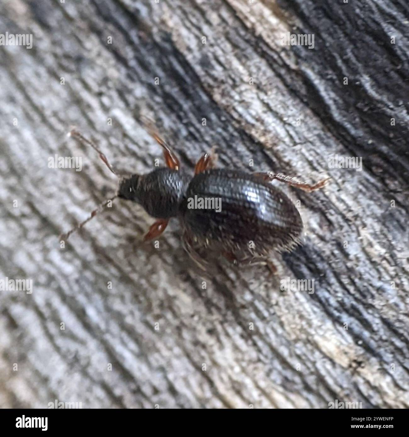 Hairy Spider Weevil (Barypeithes pellucidus Stock Photo - Alamy
