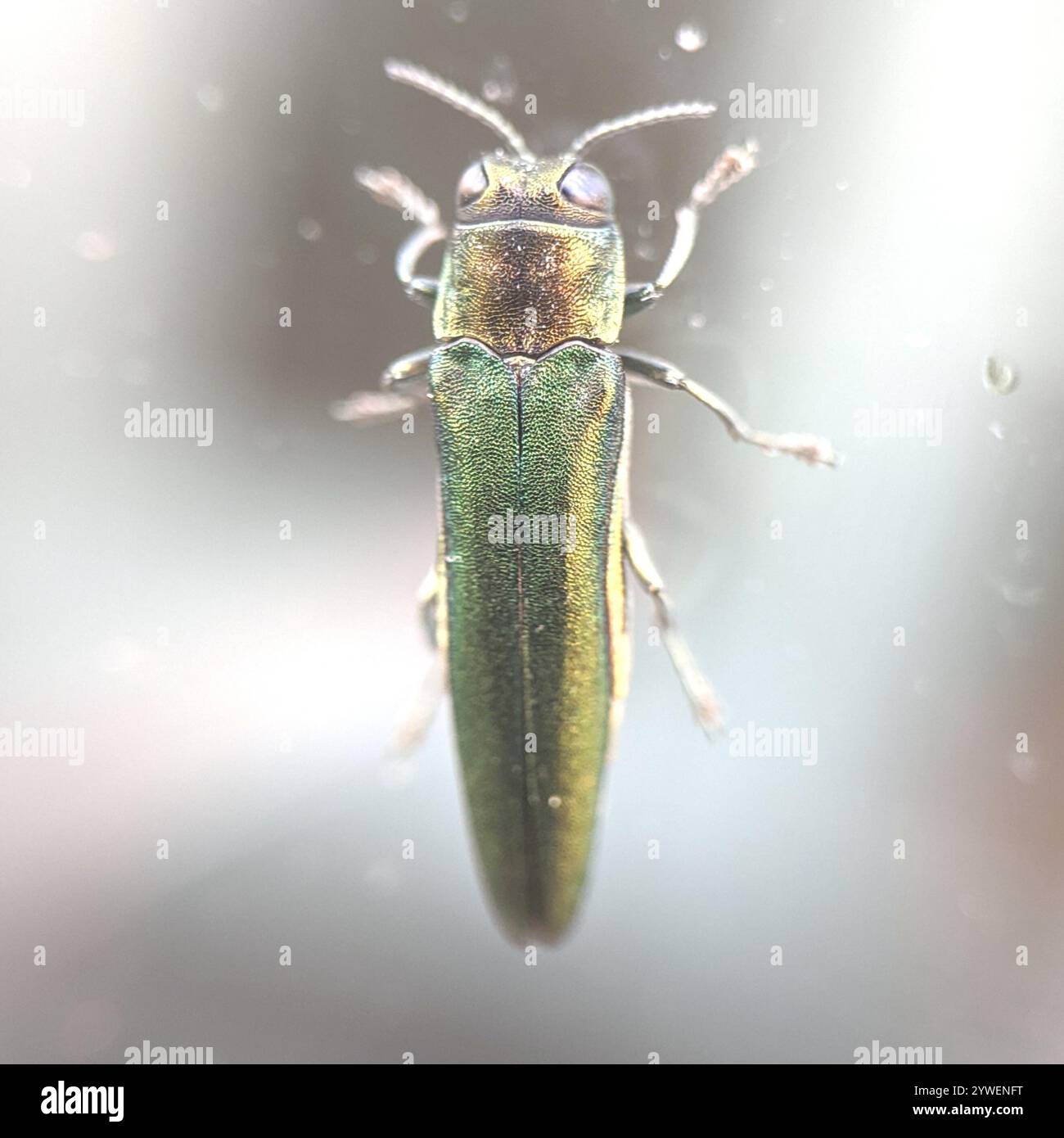 Emerald Ash Borer (Agrilus planipennis Stock Photo - Alamy
