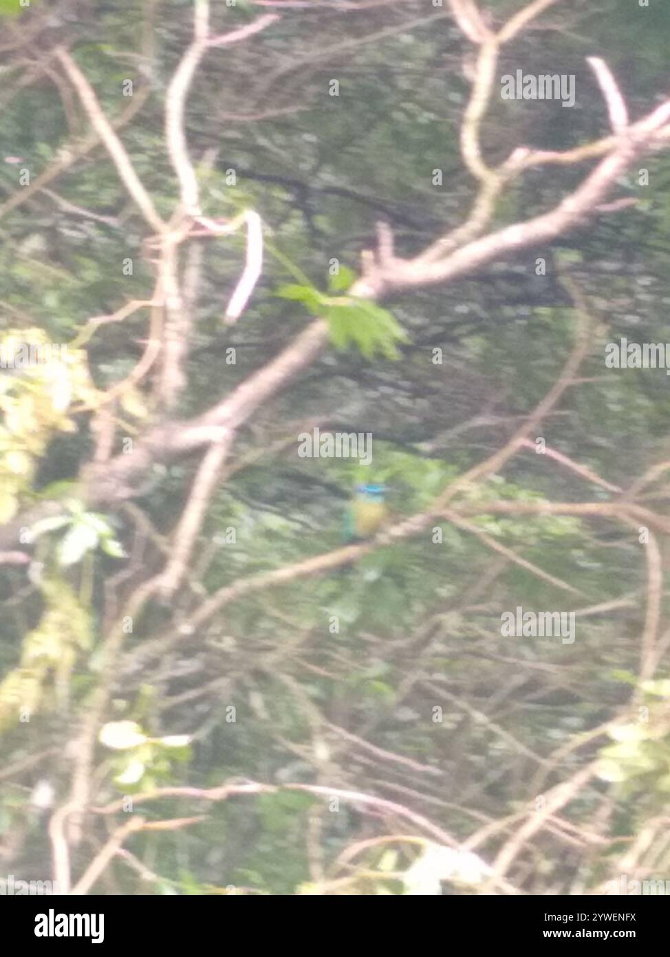 Lesson's Motmot (Momotus lessonii Stock Photo - Alamy