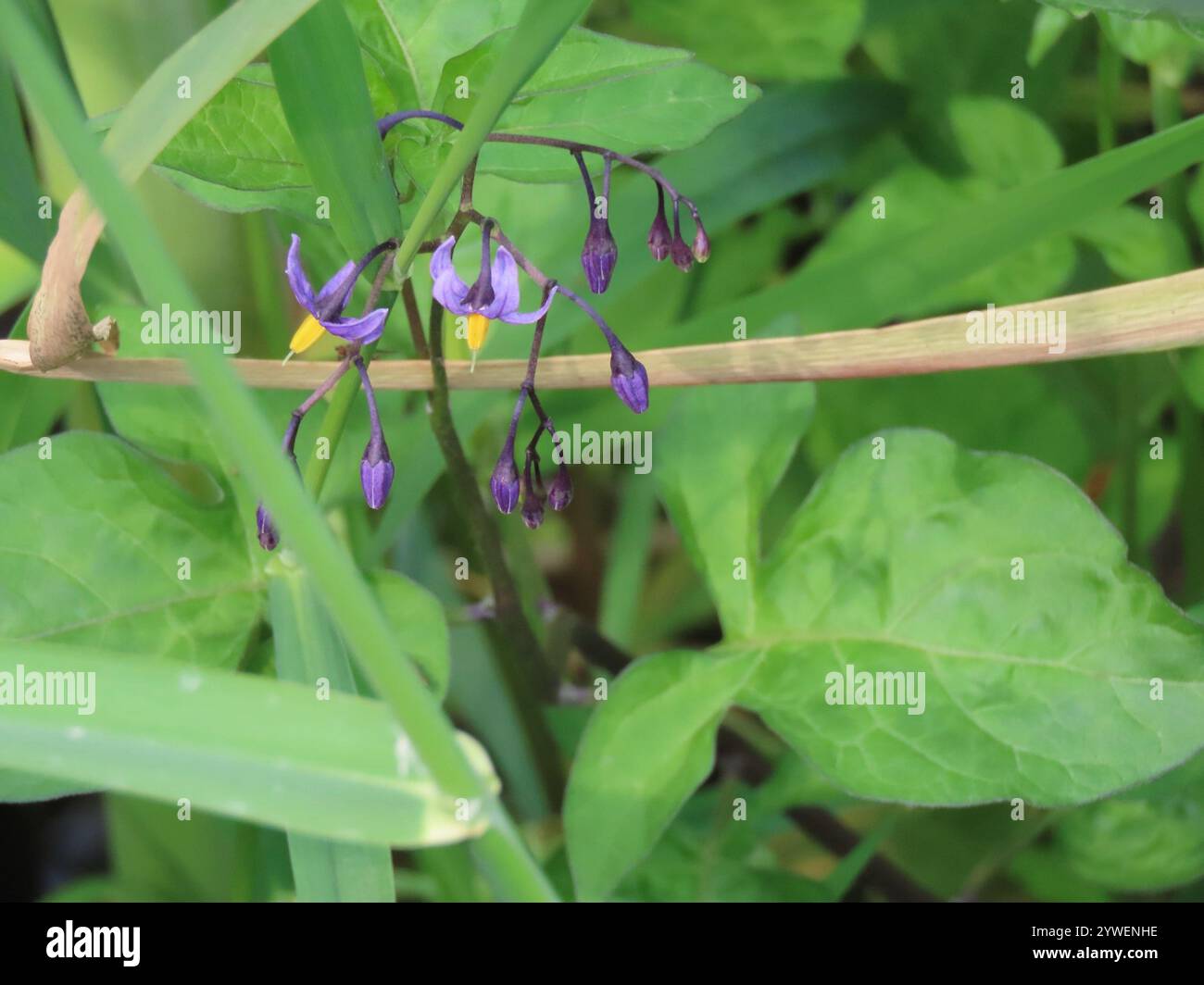 bittersweet nightshade (Solanum dulcamara Stock Photo - Alamy