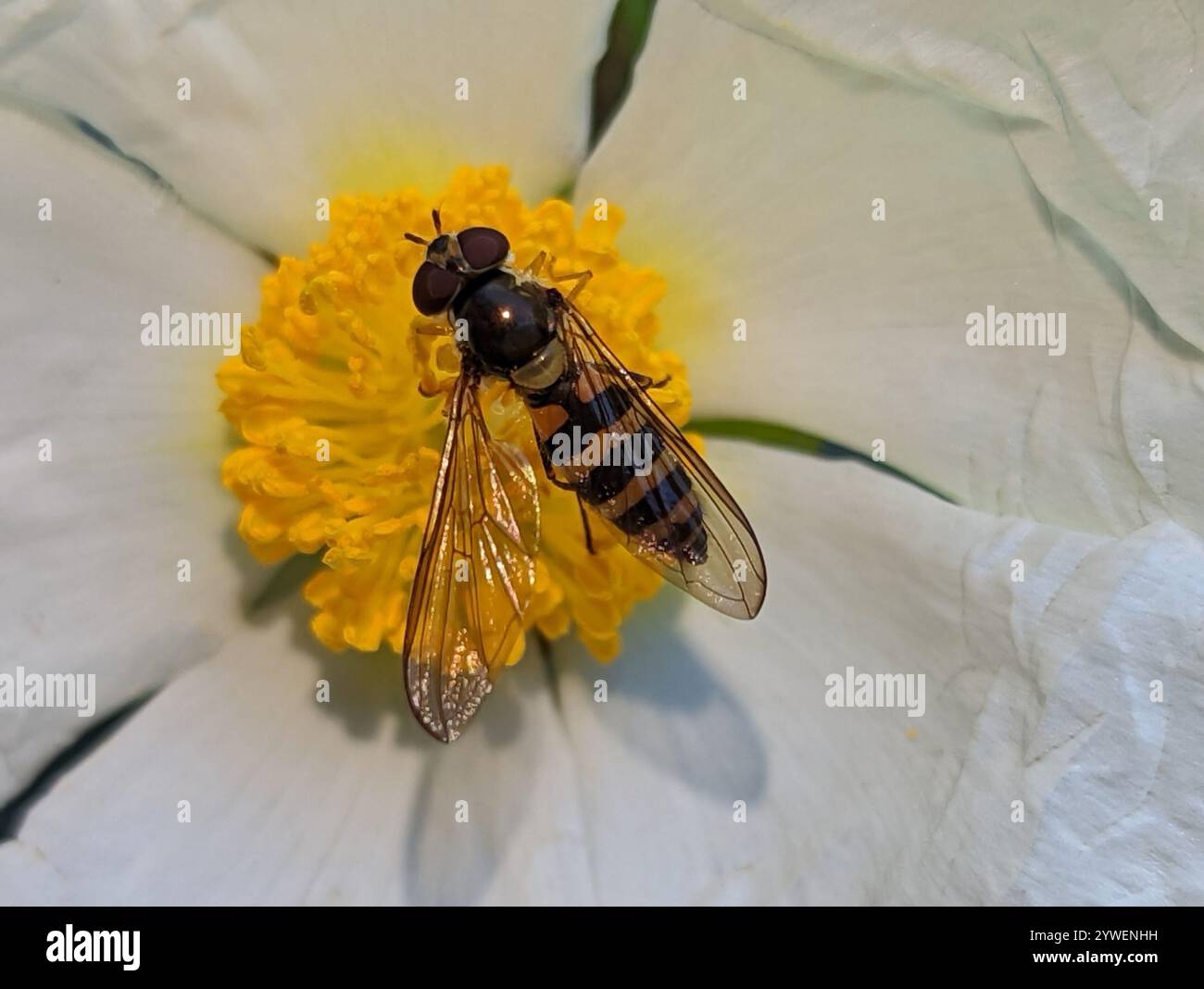 Banded Thintail (Meliscaeva cinctella Stock Photo - Alamy