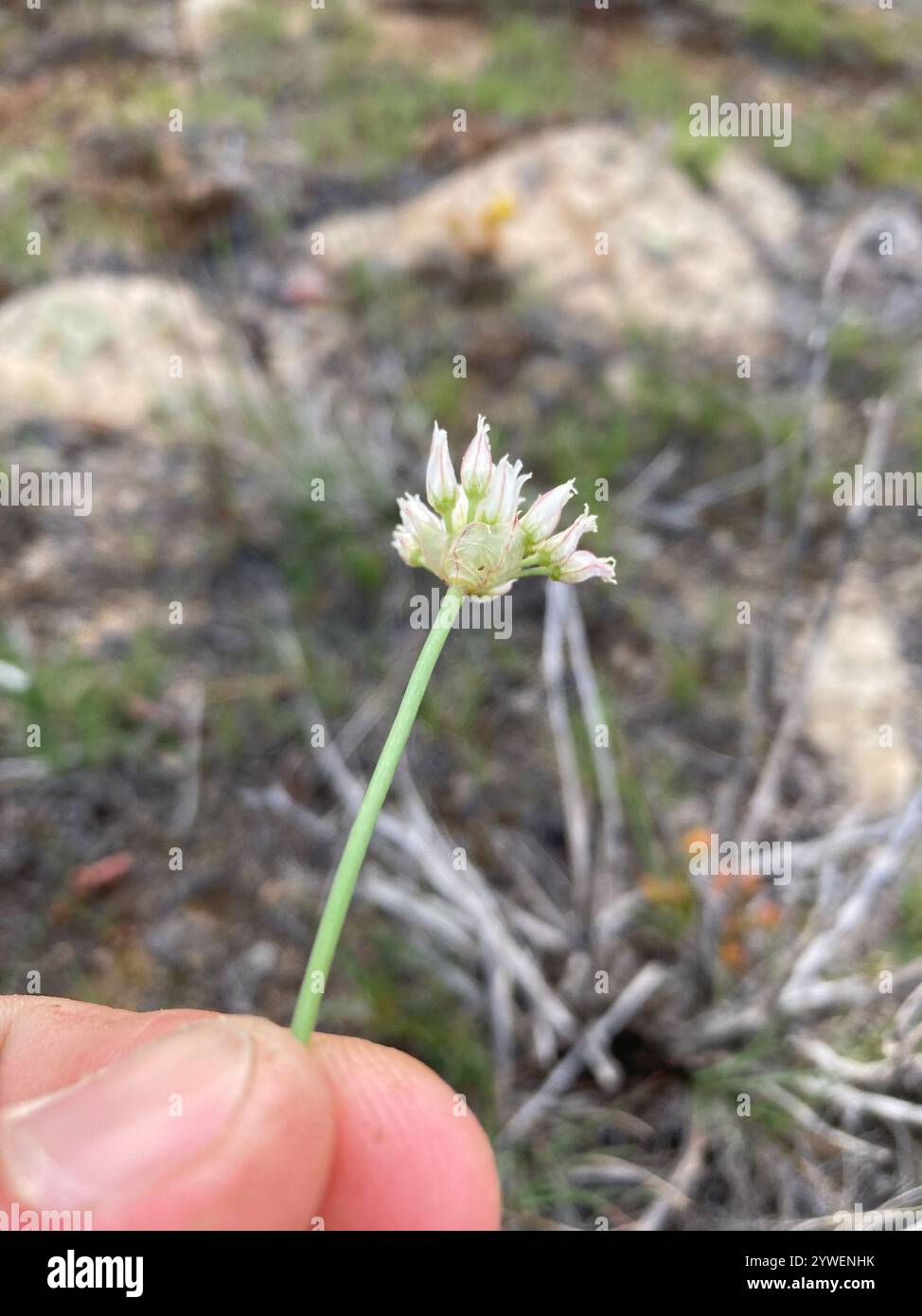 Textile onion (Allium textile Stock Photo - Alamy
