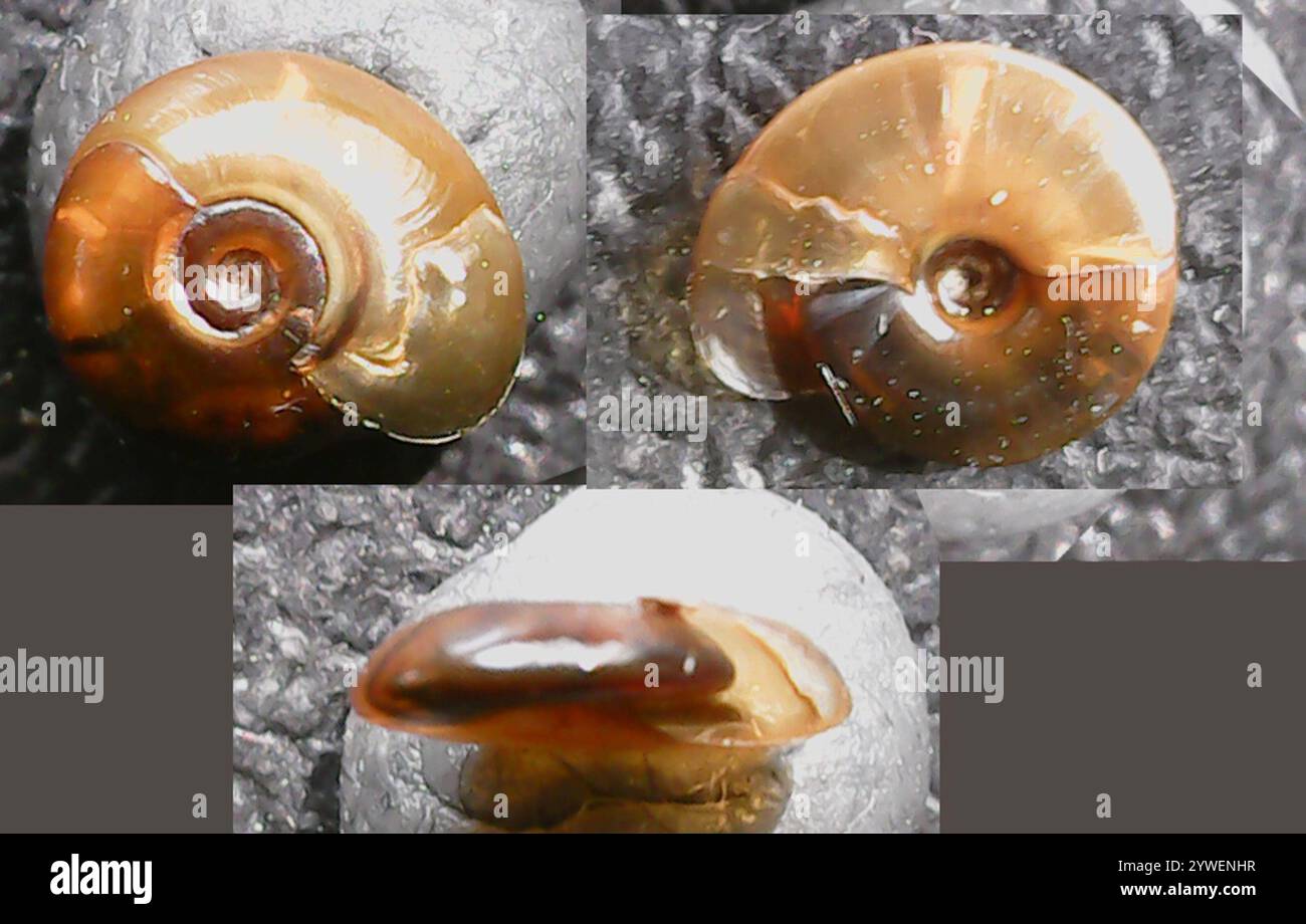 Segmentina nitida hi-res stock photography and images - Alamy