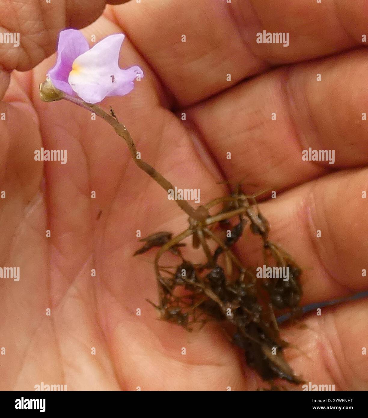 Purple Bladderwort (Utricularia purpurea Stock Photo - Alamy