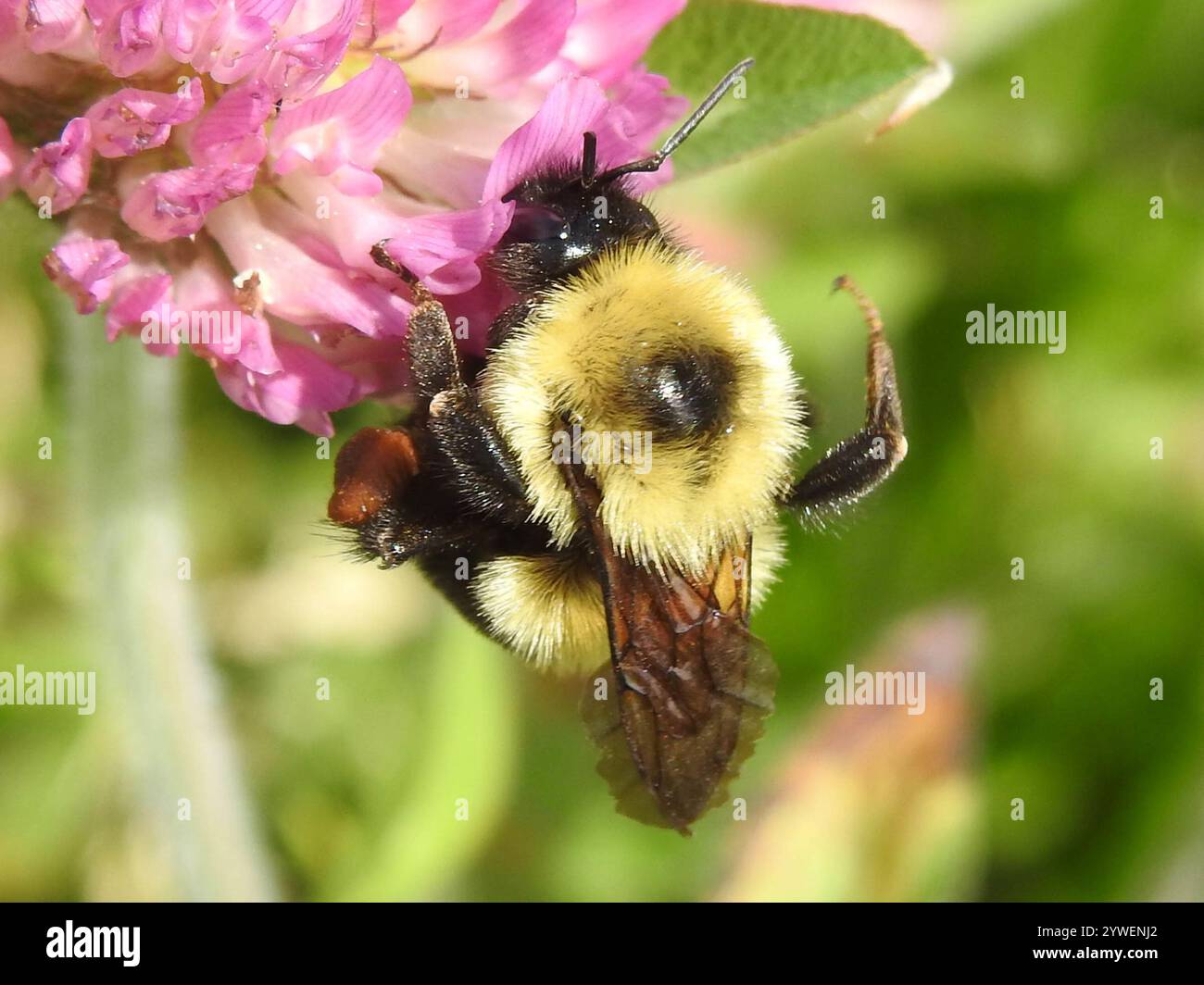 Two-spotted Bumble Bee (Bombus bimaculatus Stock Photo - Alamy