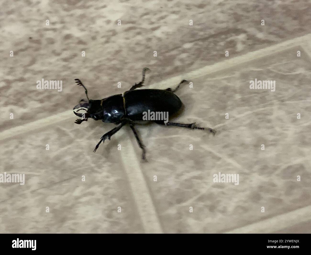 Smooth Stag Beetle (Lucanus placidus Stock Photo - Alamy