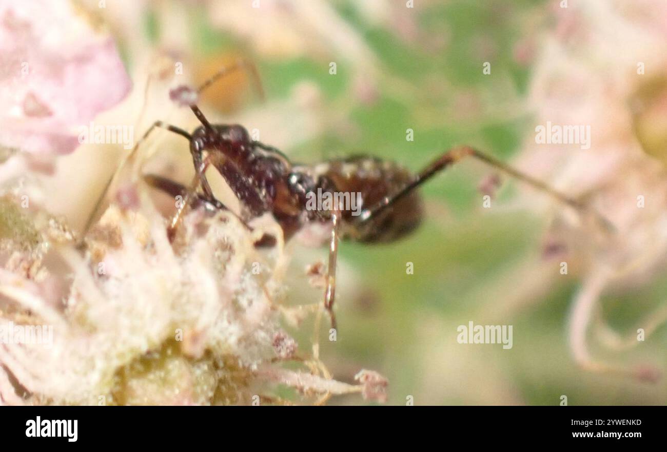 True Bugs, Hoppers, Aphids, and allies (Hemiptera Stock Photo - Alamy