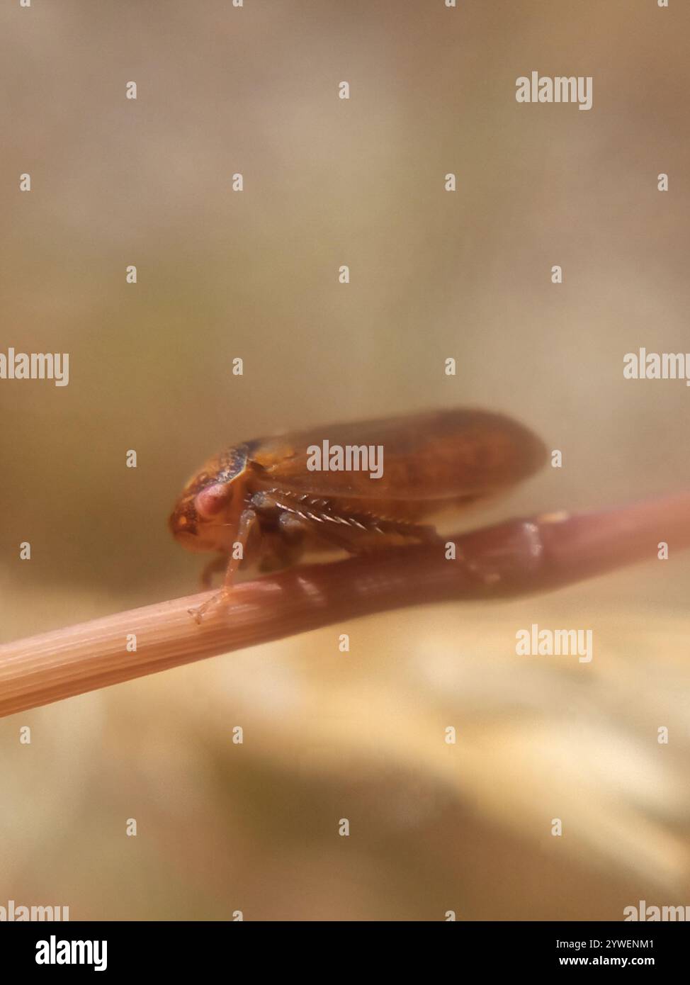 oak leafhopper (Iassus lanio Stock Photo - Alamy