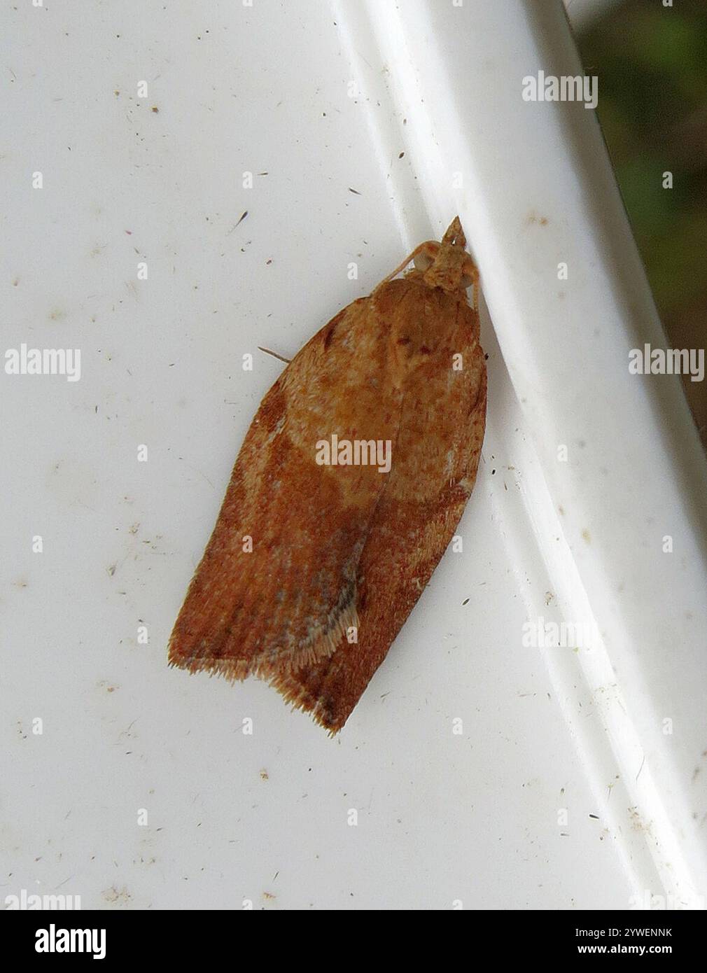 Poplar Grey (Acronicta megacephala Stock Photo - Alamy