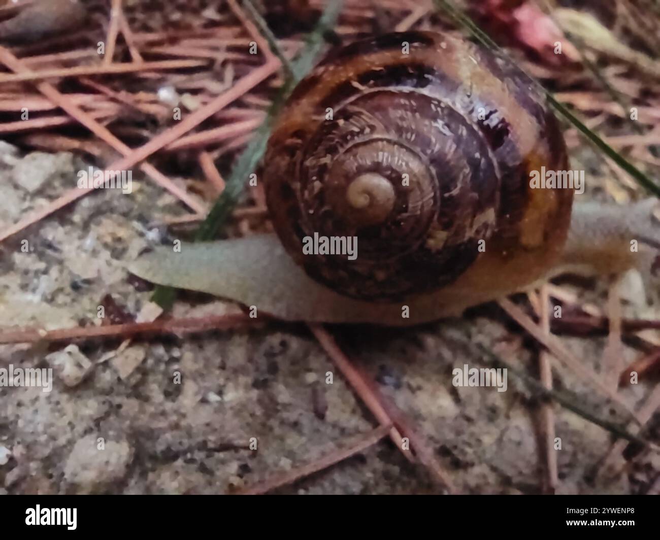 Garden Snail (Cornu aspersum Stock Photo - Alamy
