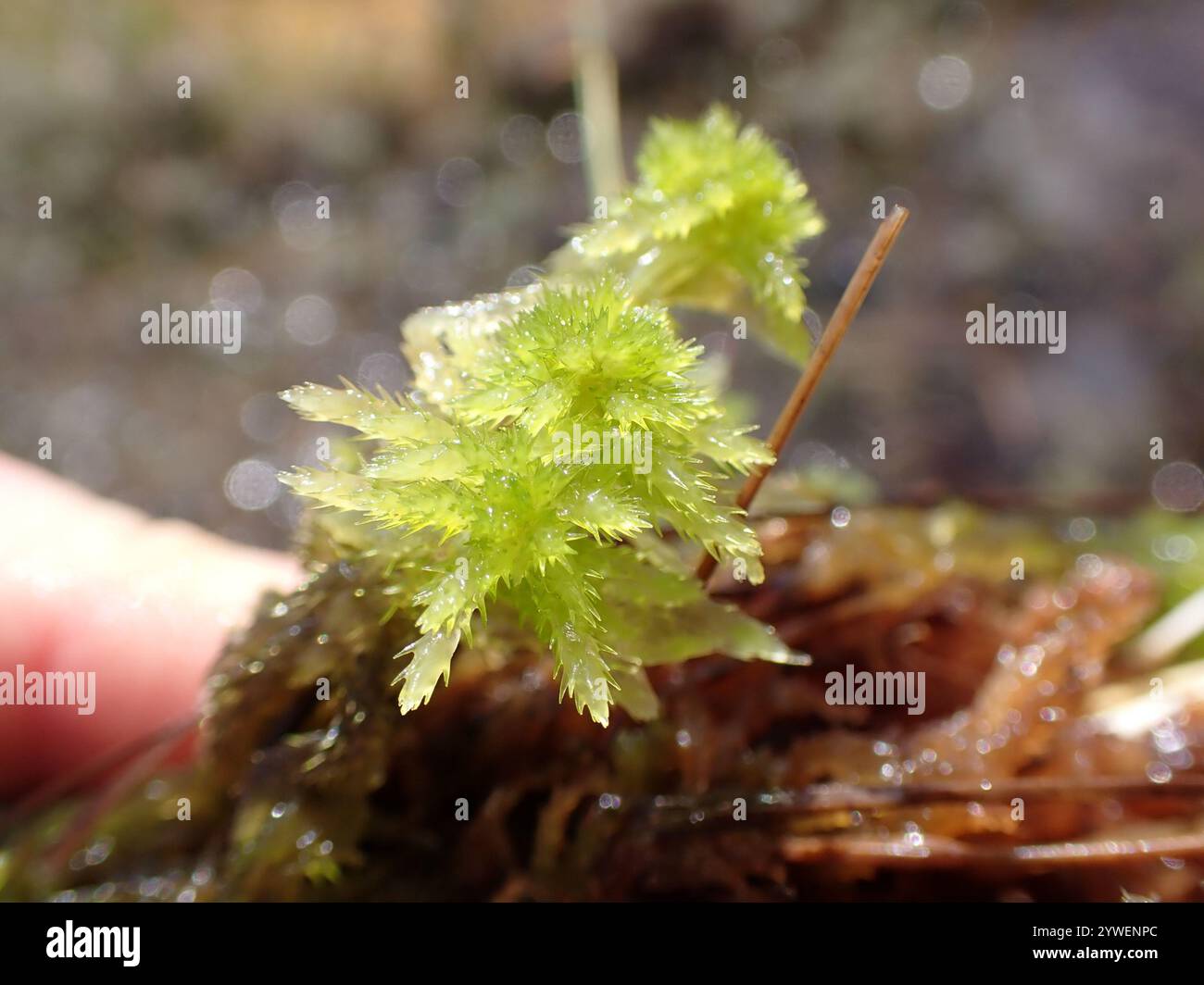 Sphagnum mosses (Sphagnum Stock Photo - Alamy