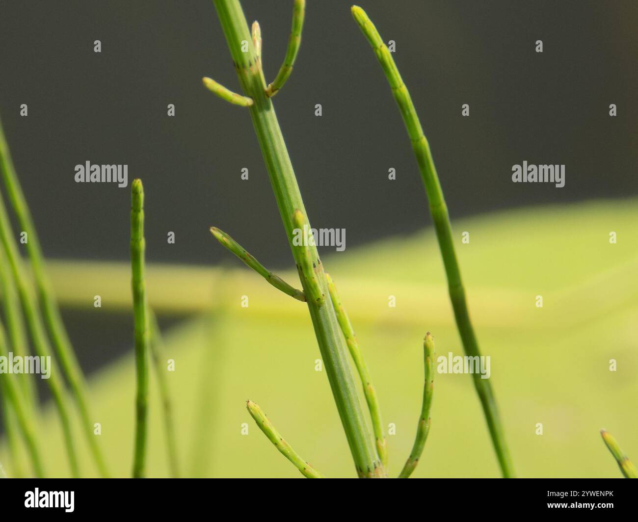 marsh horsetail (Equisetum palustre Stock Photo - Alamy