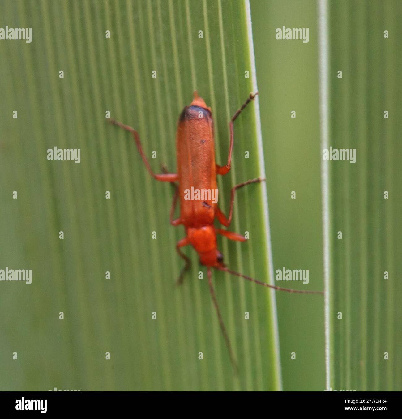 Common Red Soldier Beetle (Rhagonycha fulva Stock Photo - Alamy