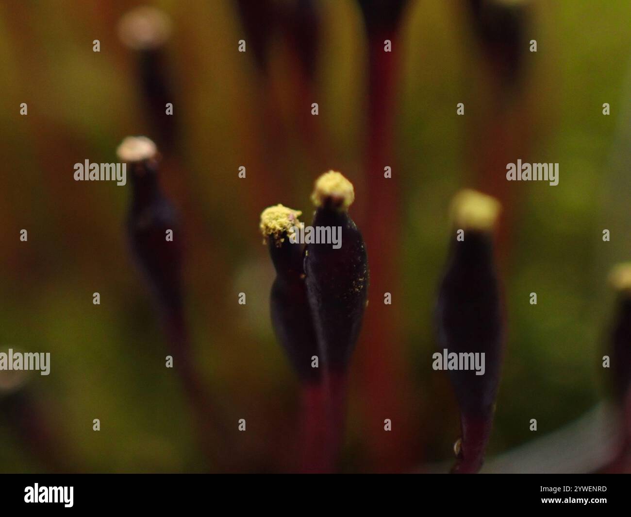 Slender Cruet-moss (Tetraplodon mnioides Stock Photo - Alamy