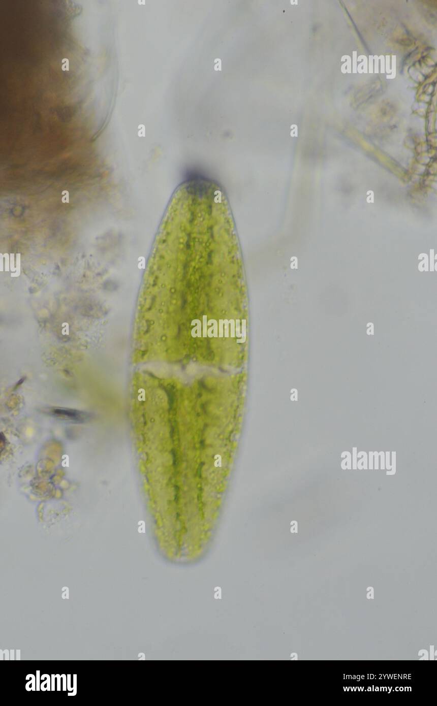 Netrium hi-res stock photography and images - Alamy