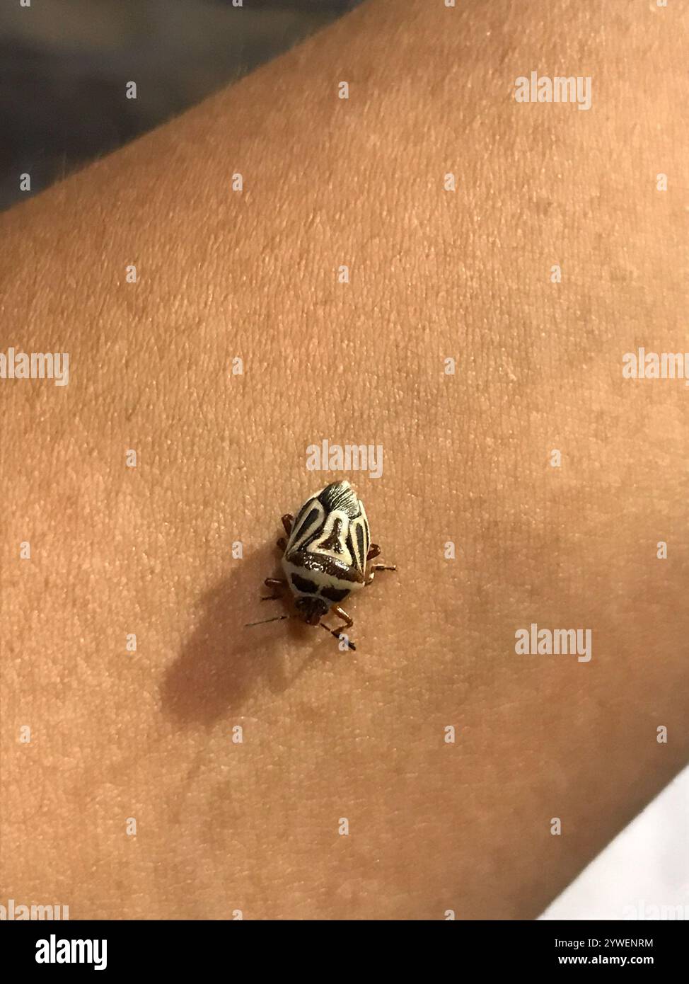Two-spotted Stink Bug (Perillus bioculatus Stock Photo - Alamy