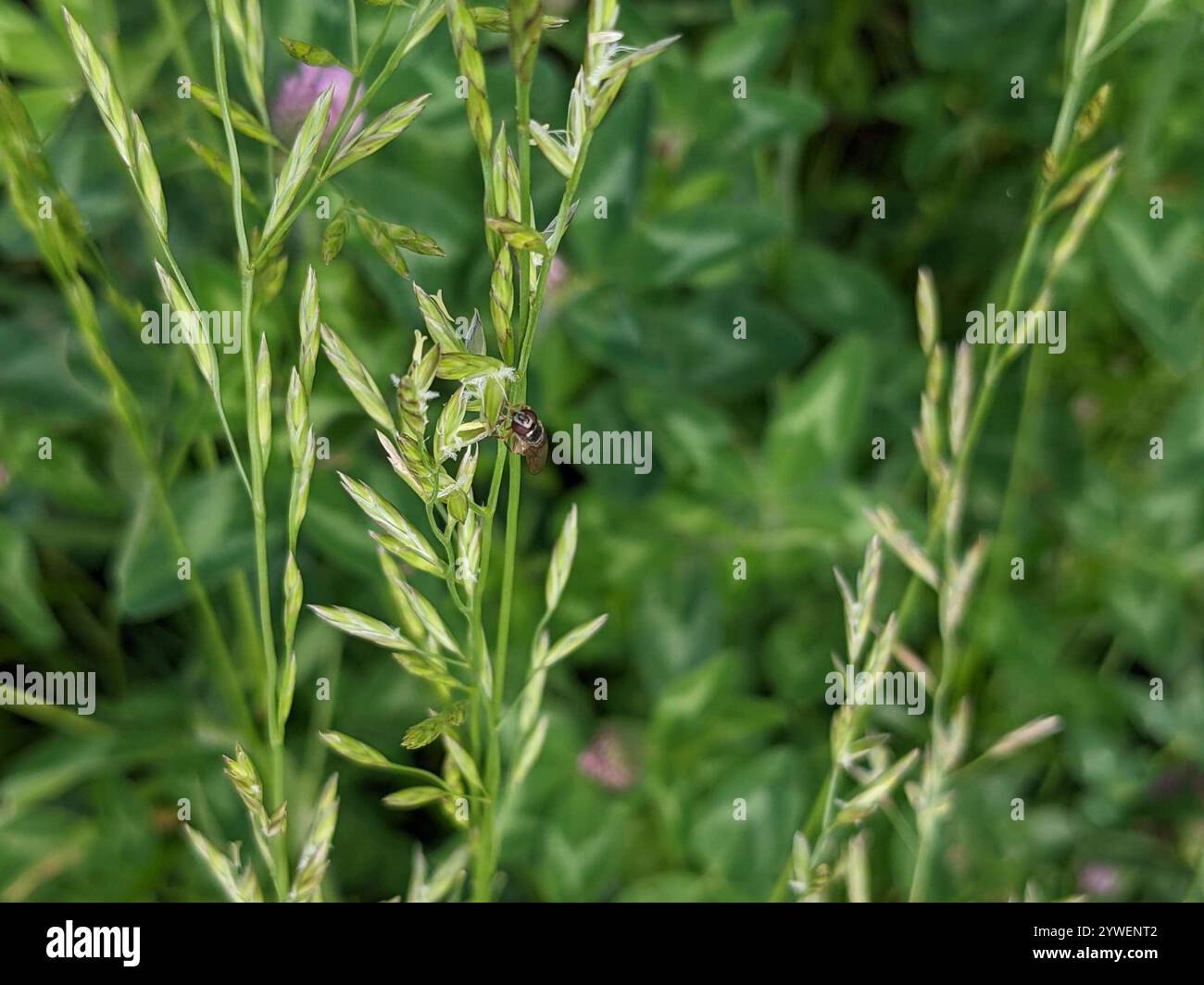 Variable Duskyface Fly (Melanostoma mellinum Stock Photo - Alamy