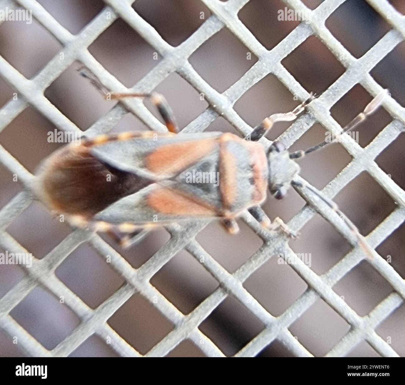 Elm Seed Bug (Arocatus melanocephalus Stock Photo - Alamy