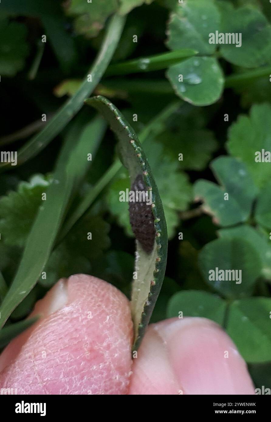 Torpedo Bug (Siphanta acuta Stock Photo - Alamy
