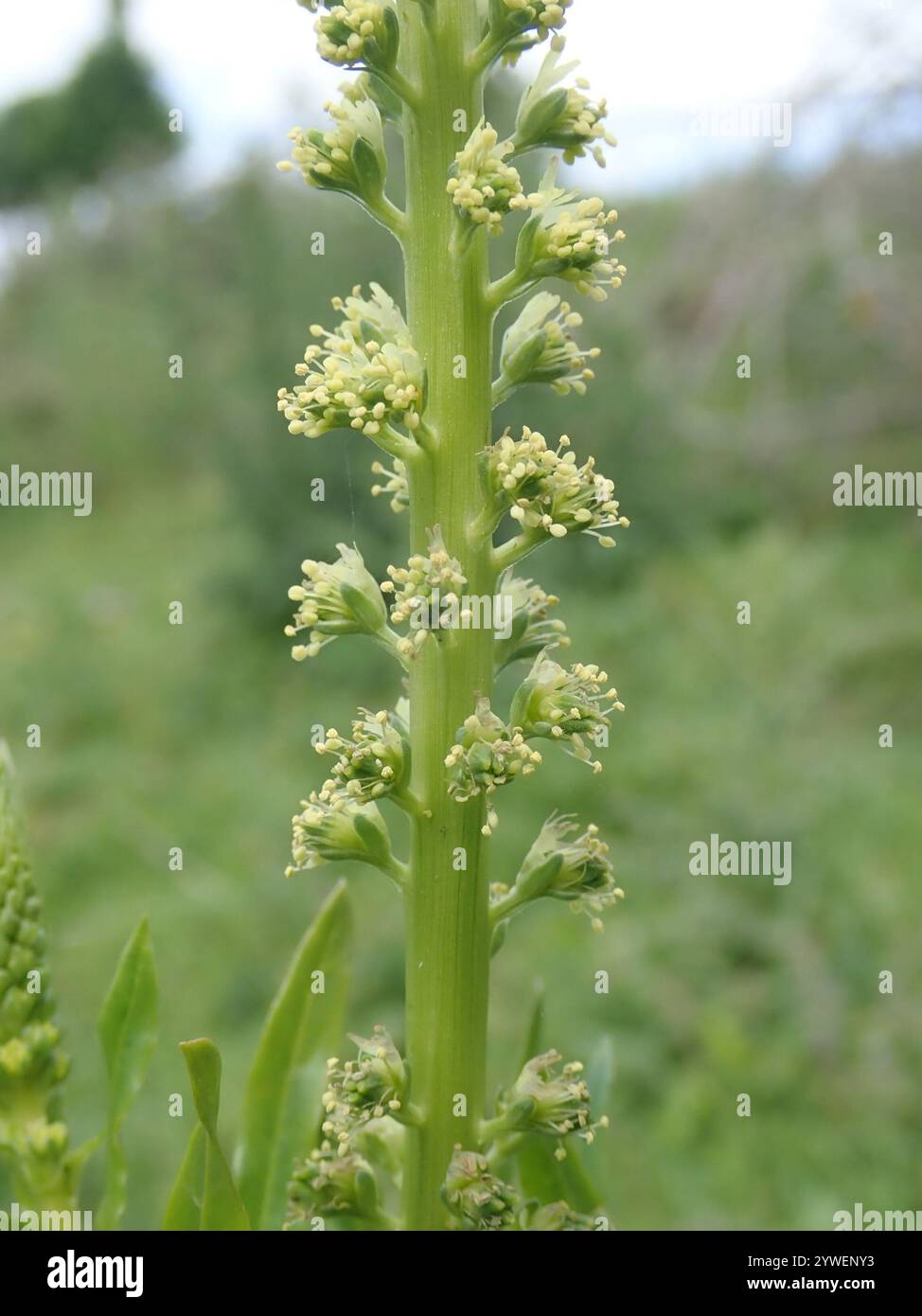 Weld (Reseda luteola Stock Photo - Alamy