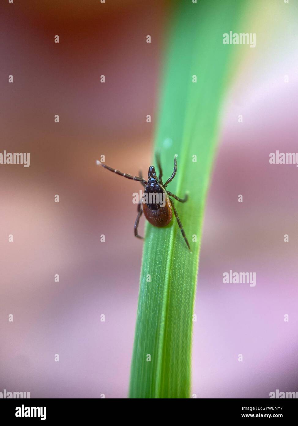 Castor Bean Tick (Ixodes ricinus Stock Photo - Alamy