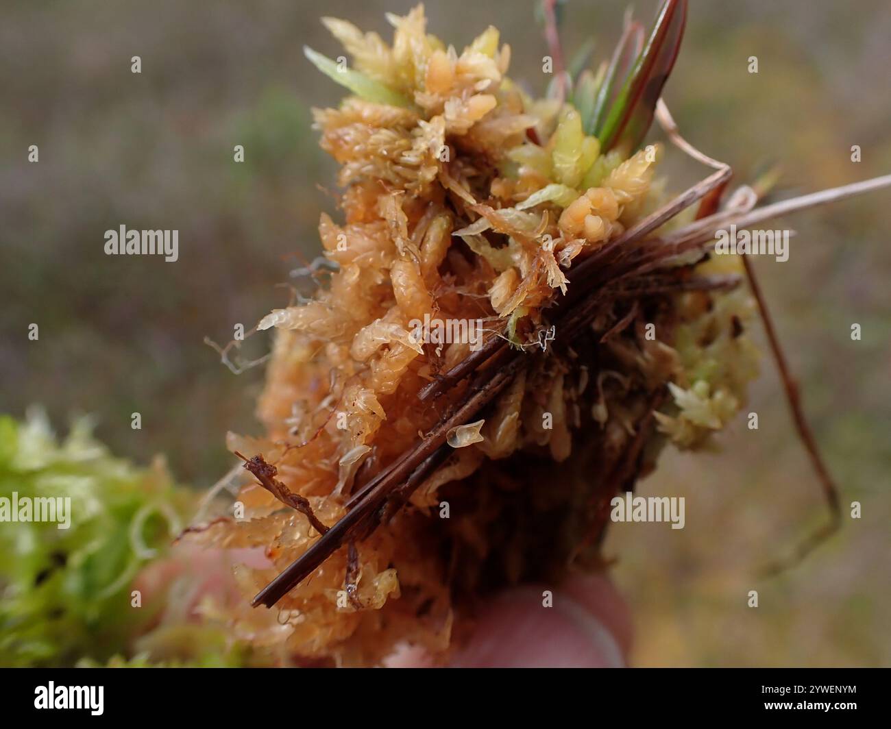 Papillose Peatmoss (Sphagnum papillosum Stock Photo - Alamy