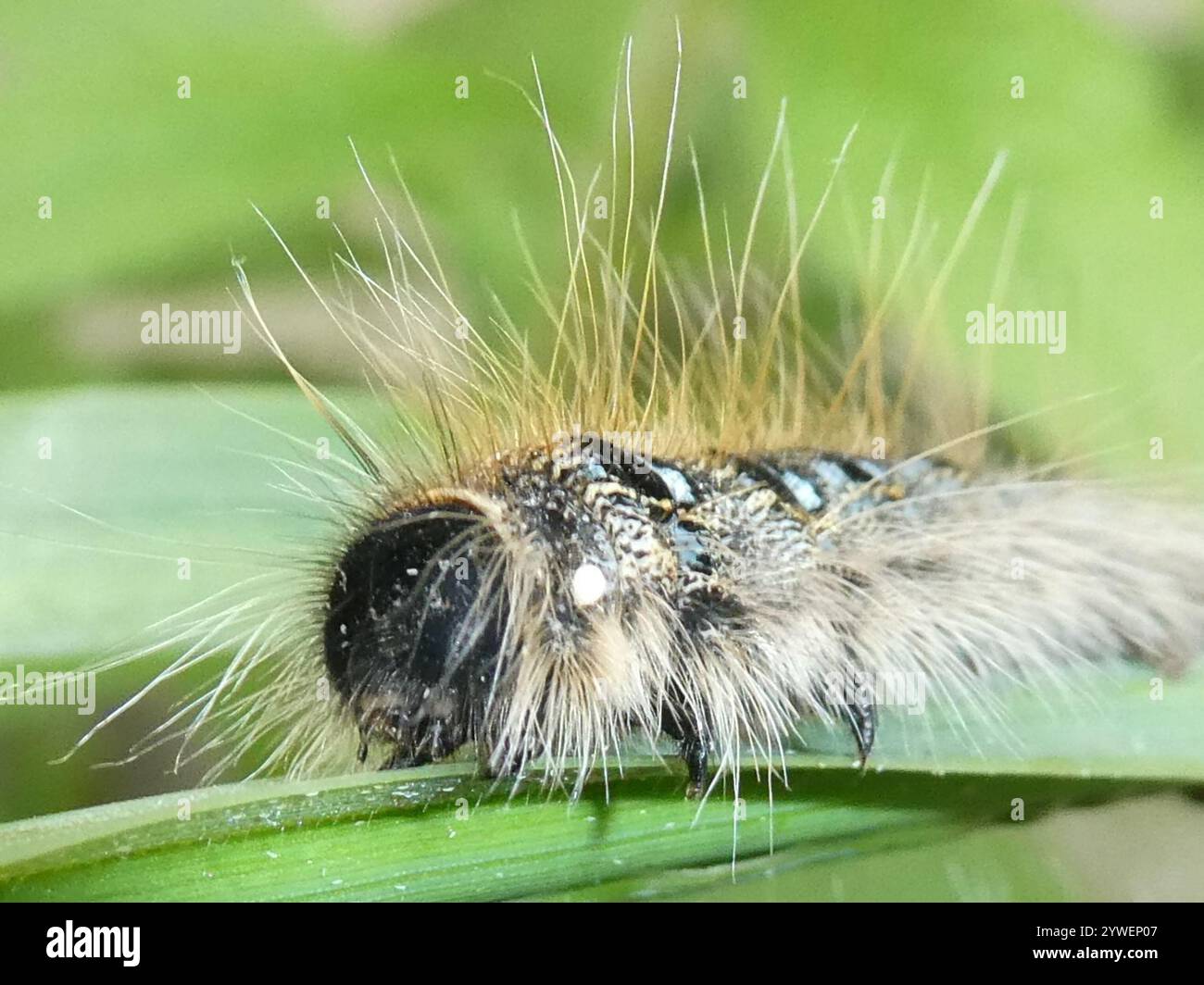 Eastern Tent Caterpillar Moth (Malacosoma americana Stock Photo - Alamy
