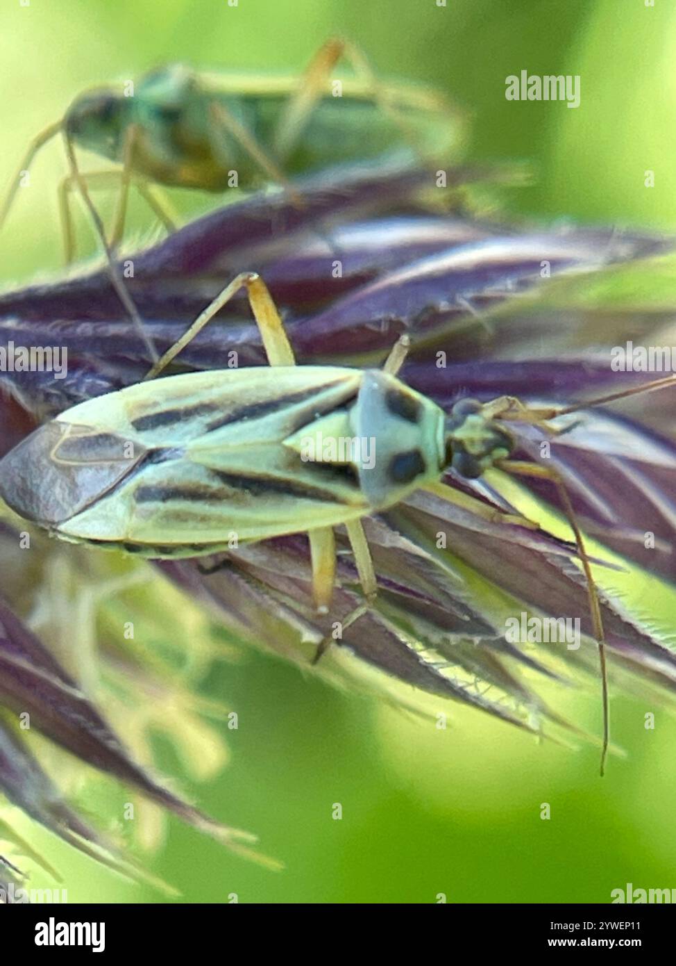 Two-spotted Grass Bug (Stenotus binotatus Stock Photo - Alamy