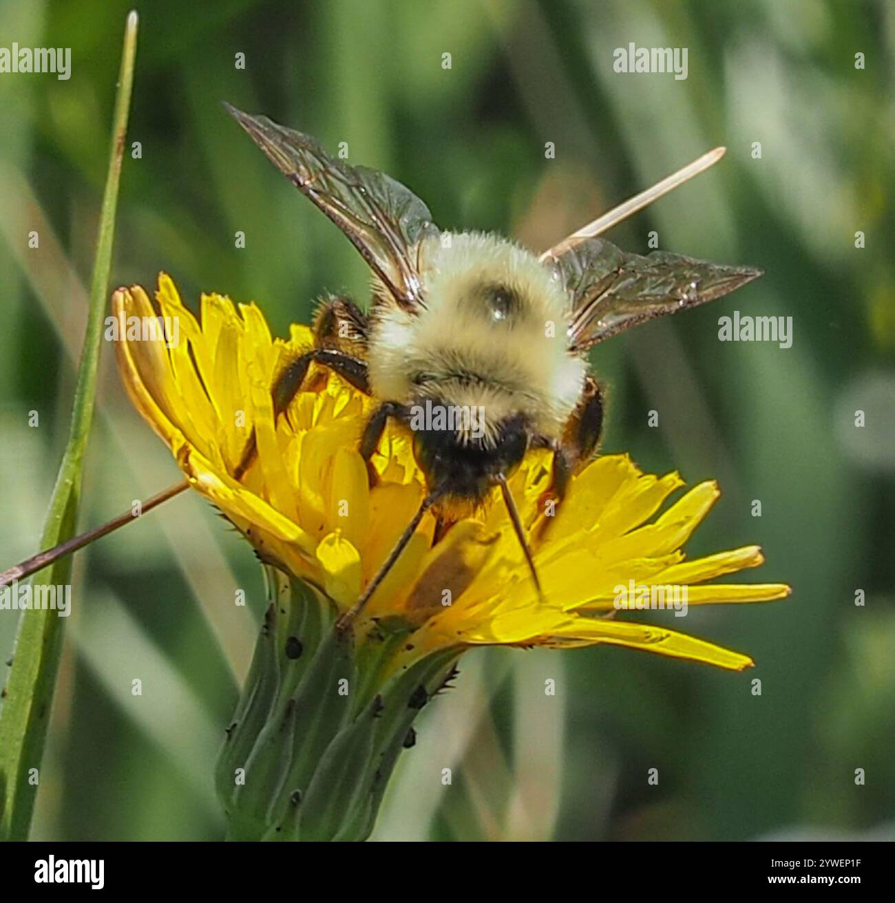 Two-spotted Bumble Bee (Bombus bimaculatus Stock Photo - Alamy