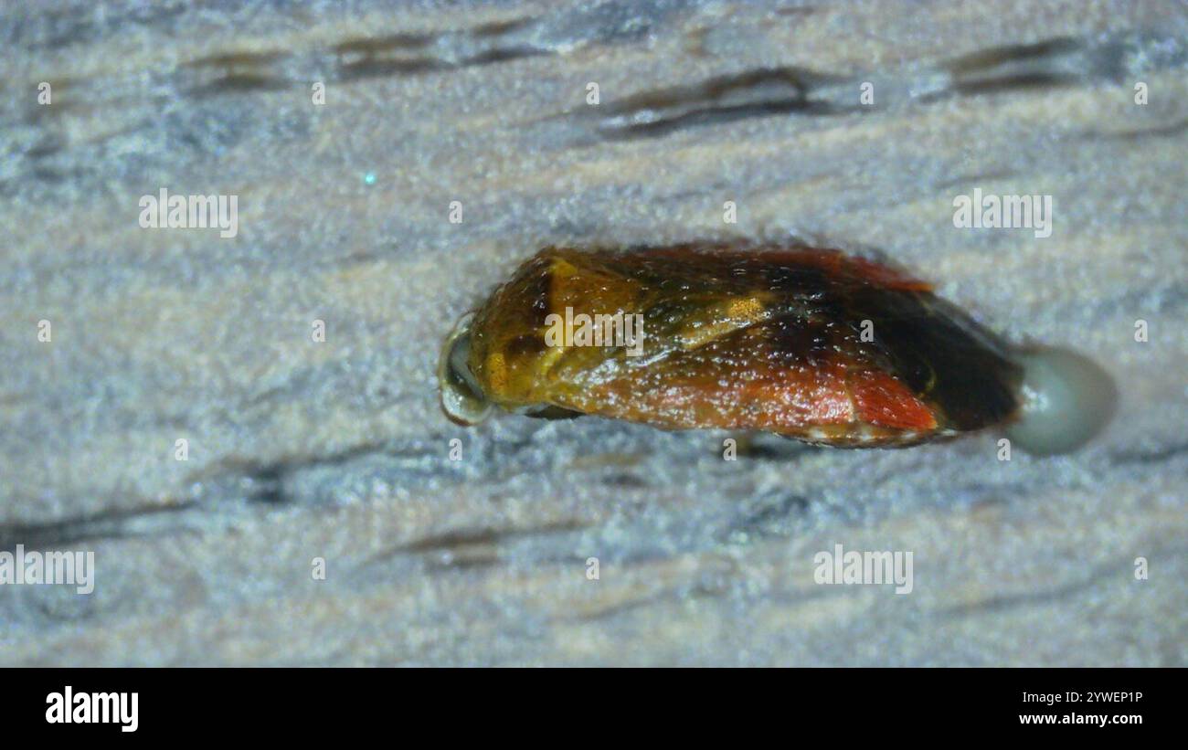 Psallus hi-res stock photography and images - Alamy
