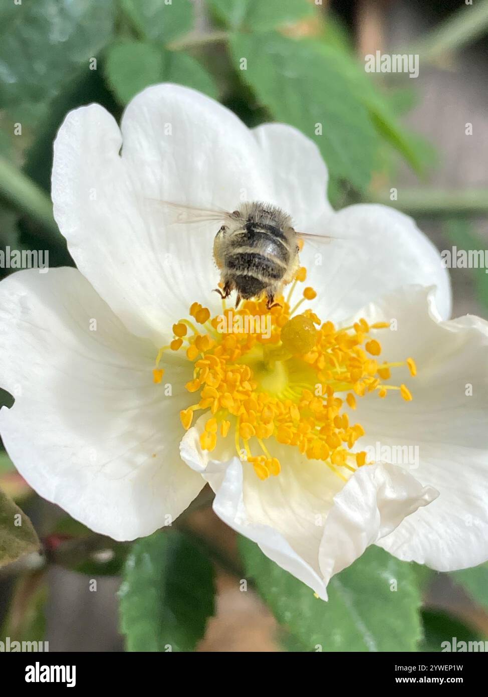 Four-banded Flower Bee (Anthophora quadrimaculata Stock Photo - Alamy