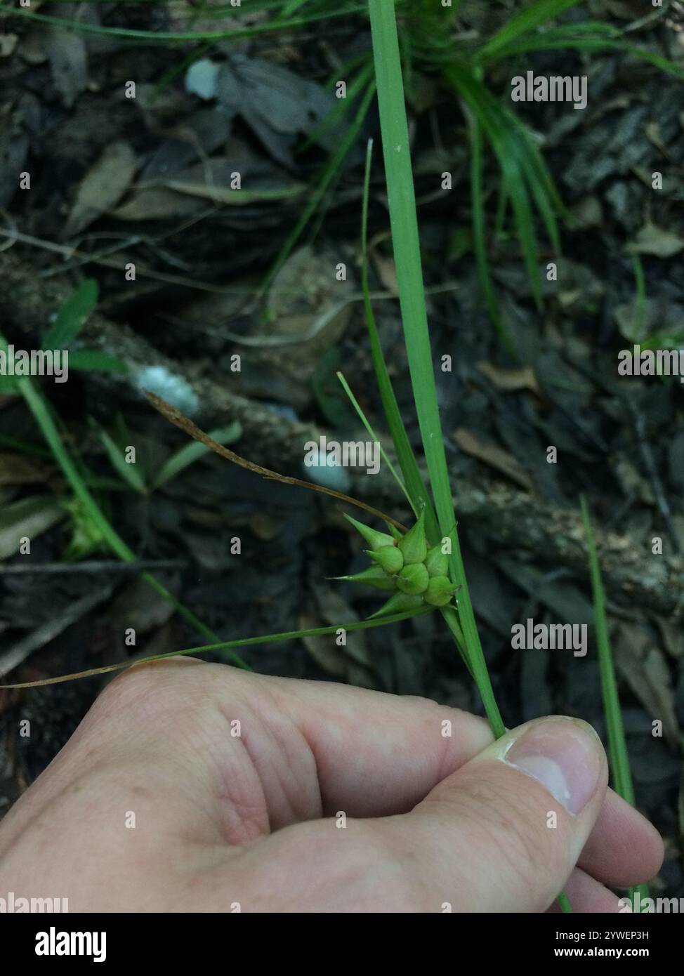 bladder sedge (Carex intumescens Stock Photo - Alamy