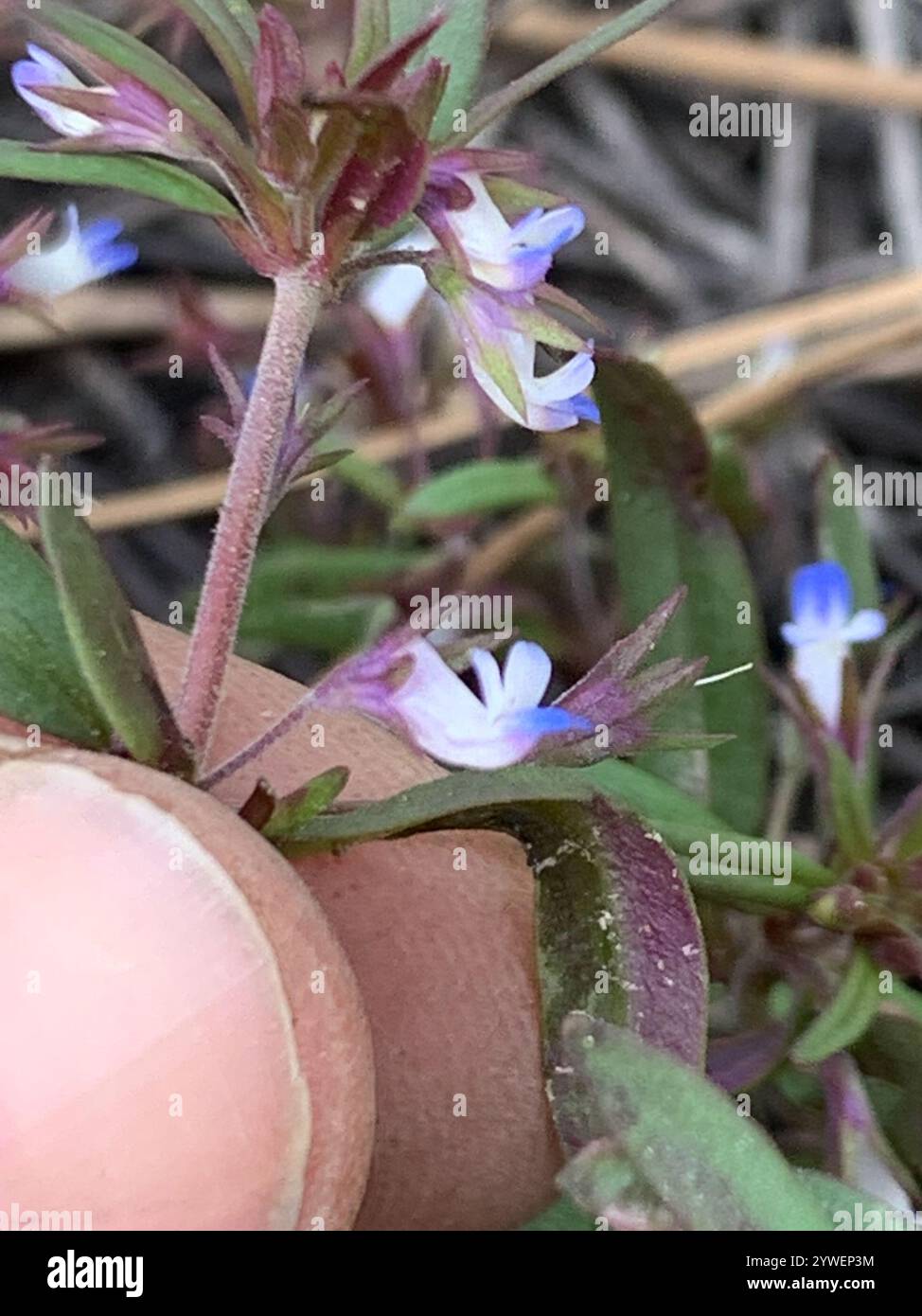 small-flowered blue-eyed mary (Collinsia parviflora Stock Photo - Alamy