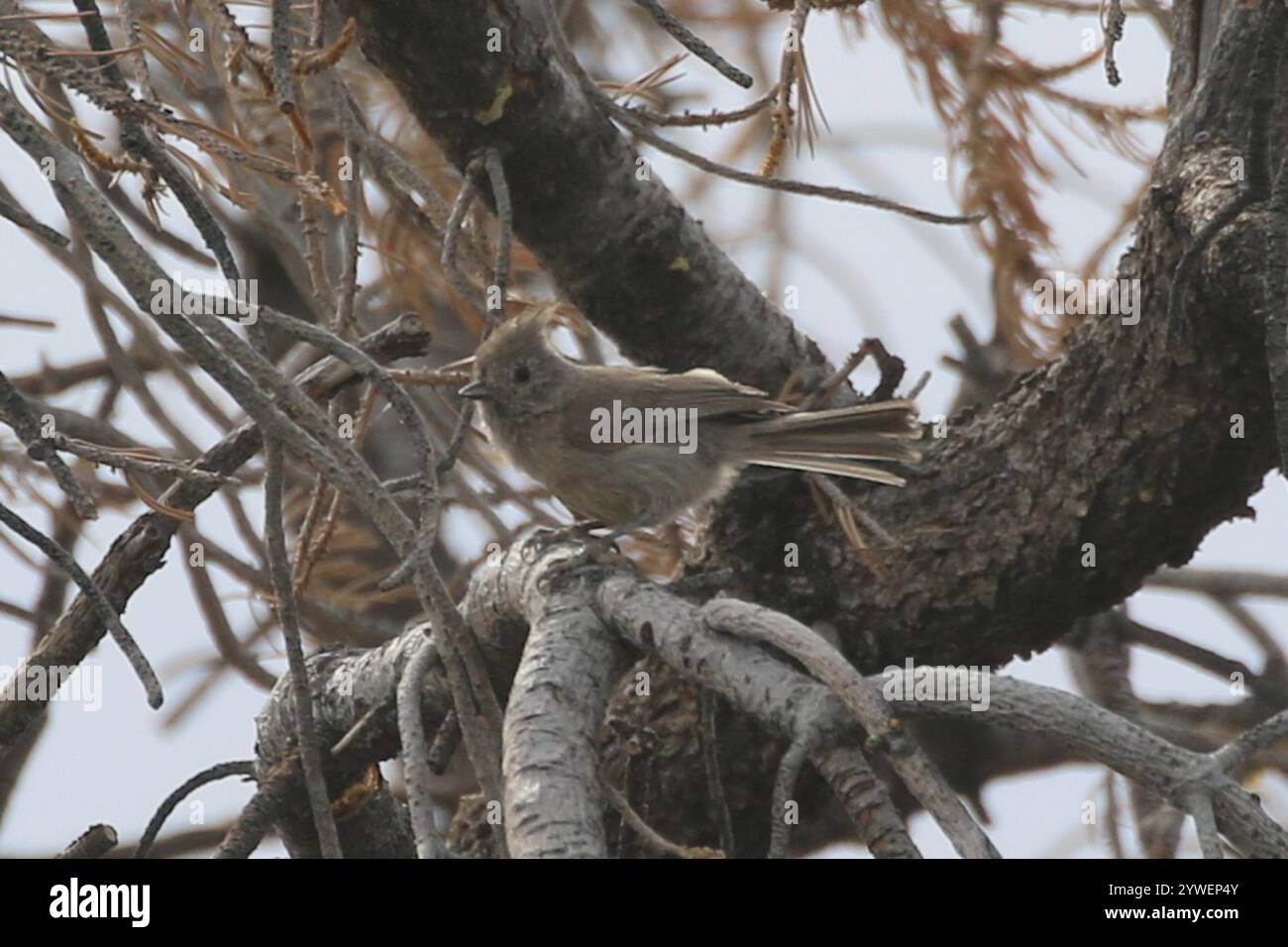 Juniper Titmouse (Baeolophus ridgwayi Stock Photo - Alamy