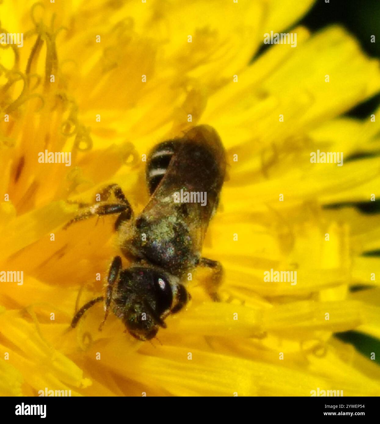 Mining Bees (Andrena Stock Photo - Alamy