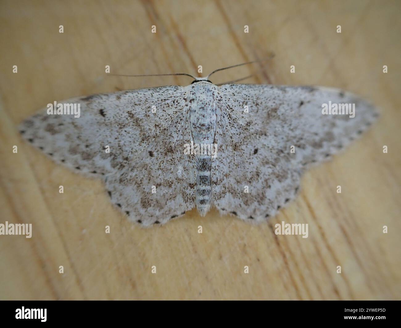 Mullein wave hi-res stock photography and images - Alamy