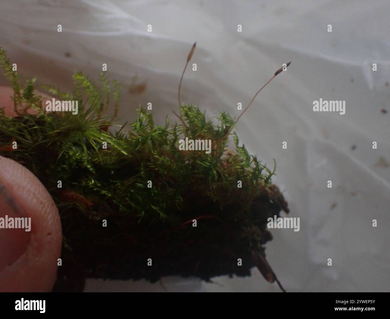 Geniculate Four-tooth Moss (Tetraphis geniculata Stock Photo - Alamy