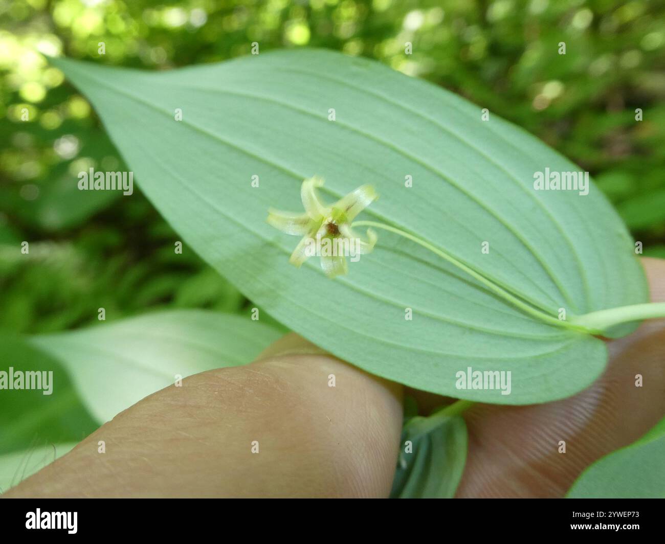 white twisted-stalk (Streptopus amplexifolius Stock Photo - Alamy
