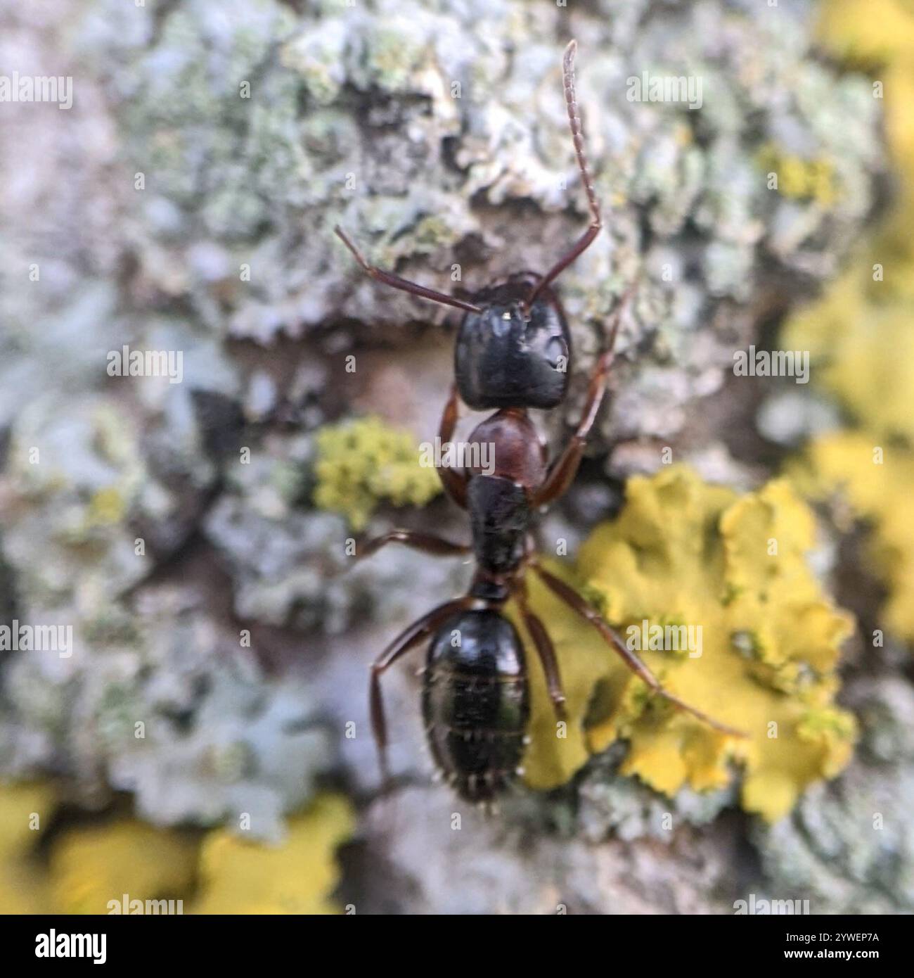 Nearctic Carpenter Ant (Camponotus nearcticus Stock Photo - Alamy