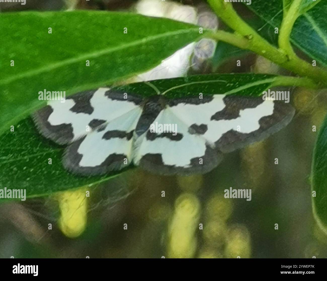 Clouded Border (Lomaspilis marginata Stock Photo - Alamy