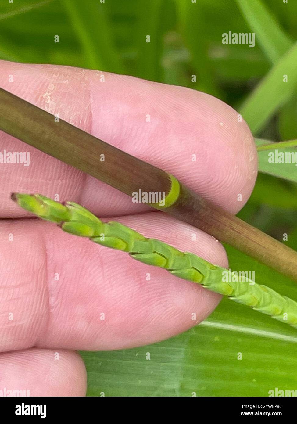 eastern gamagrass (Tripsacum dactyloides Stock Photo - Alamy