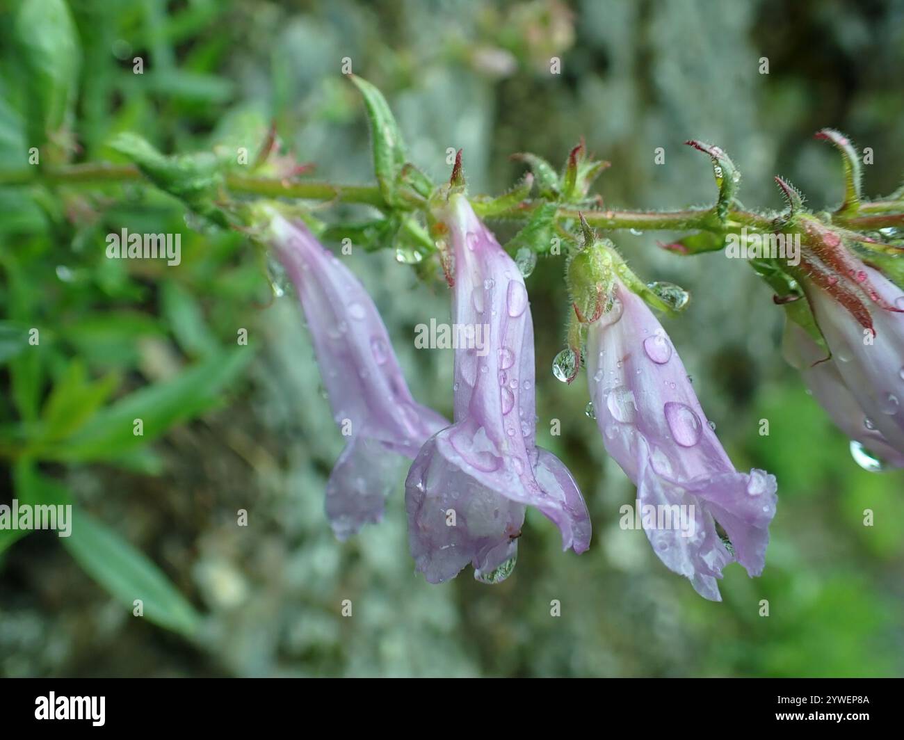 Bush Penstemon (Penstemon fruticosus Stock Photo - Alamy