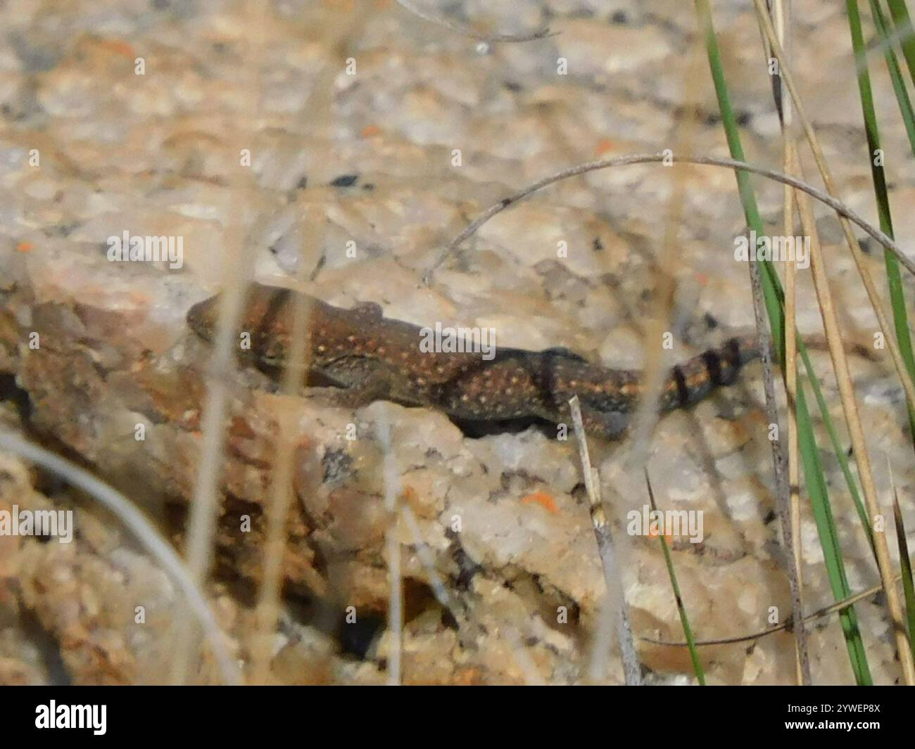 Common Ocellated Dwarf Gecko (Lygodactylus ocellatus Stock Photo - Alamy