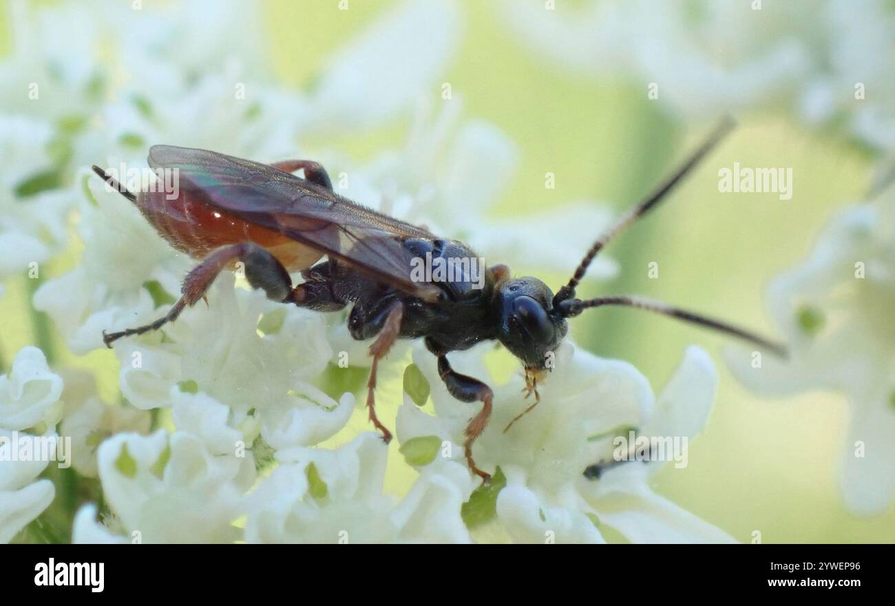 Cryptinae hi-res stock photography and images - Alamy