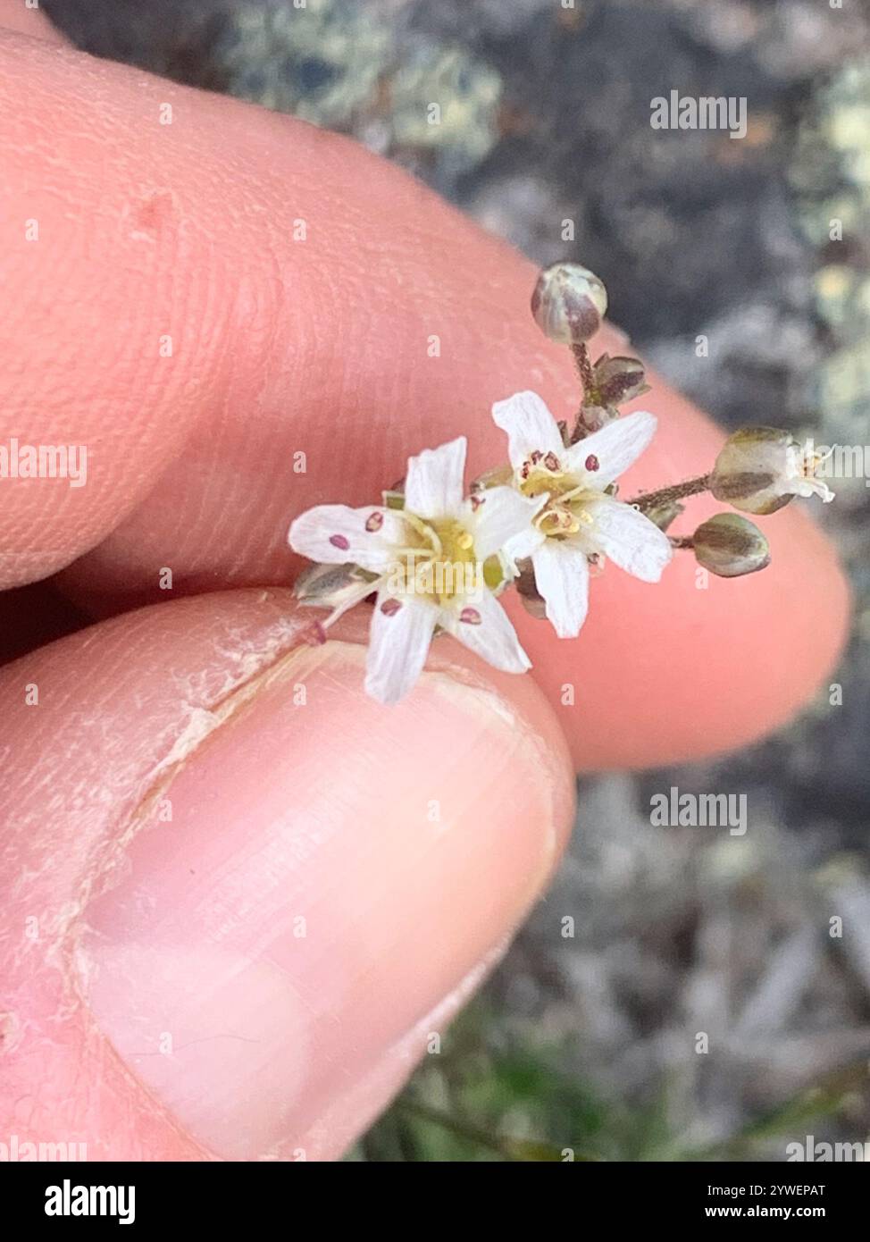 ballhead sandwort (Eremogone congesta Stock Photo - Alamy