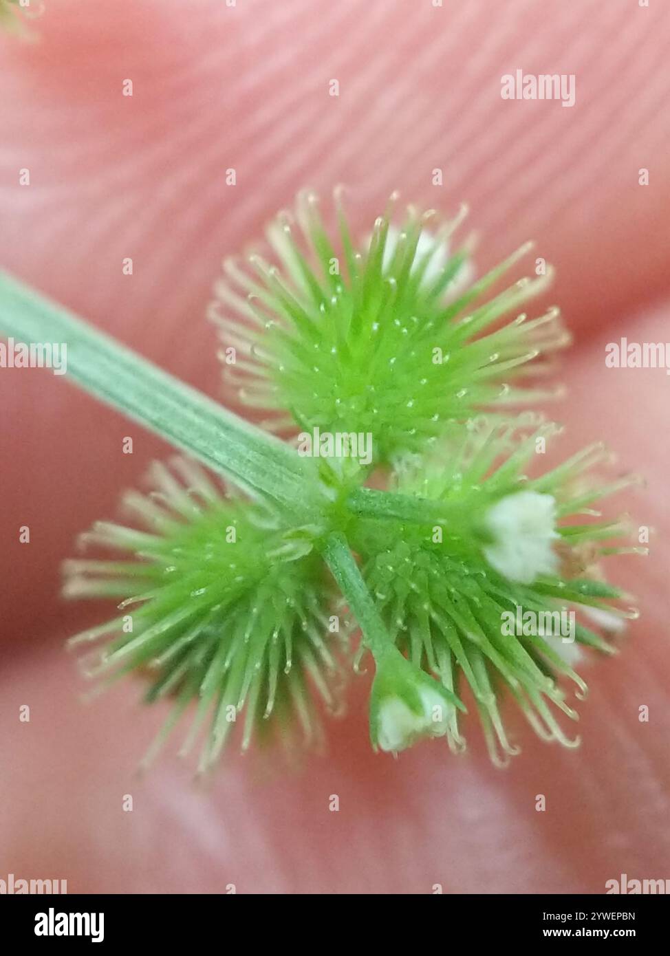 large-fruited sanicle (Sanicula trifoliata Stock Photo - Alamy