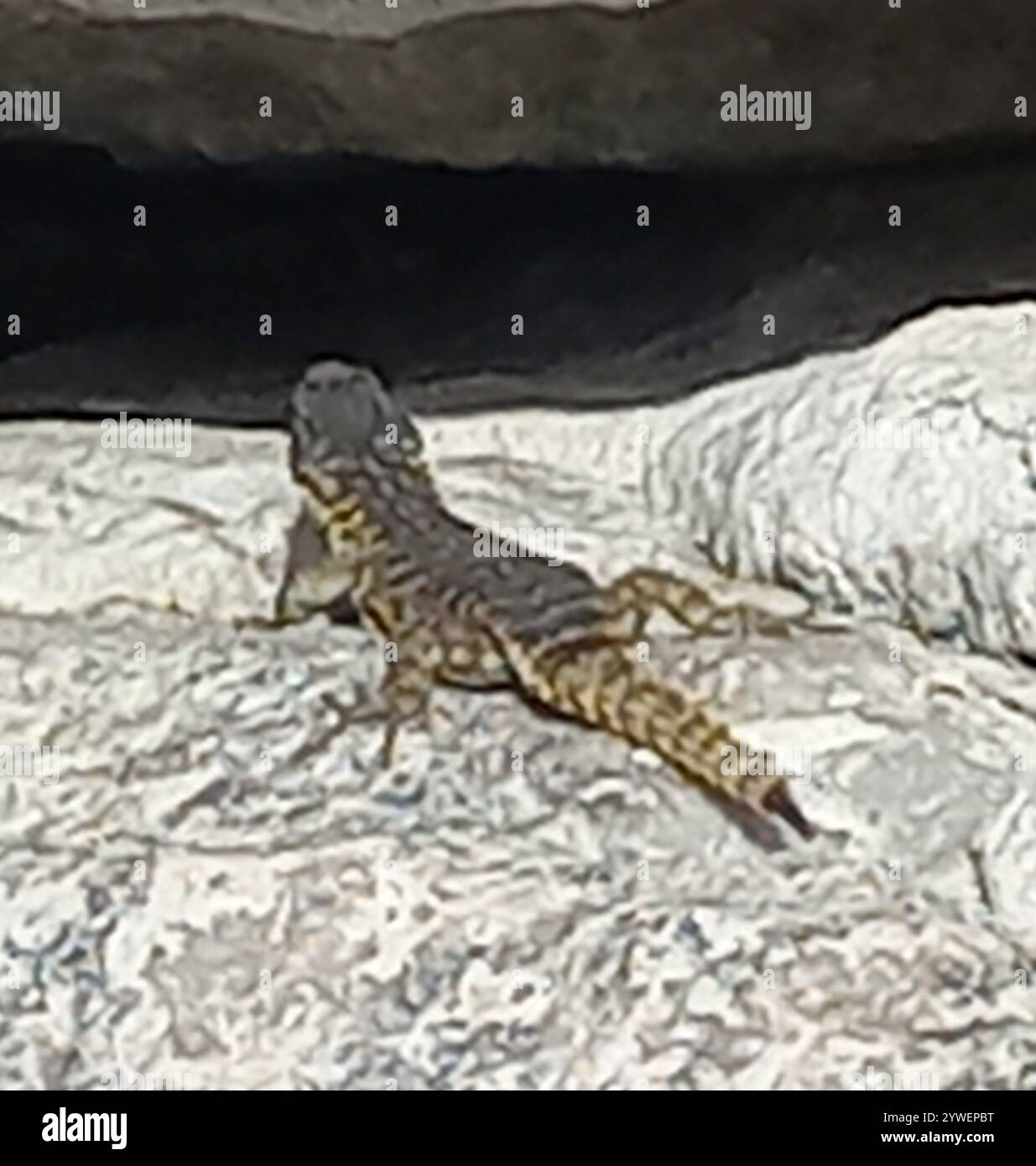 Cape Girdled Lizard (Cordylus cordylus Stock Photo - Alamy