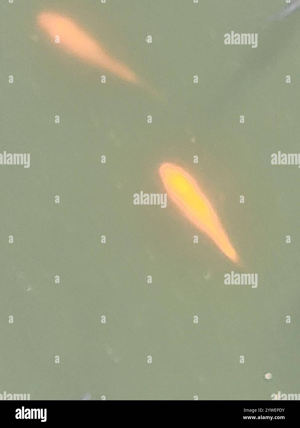 Typical carps hi-res stock photography and images - Alamy