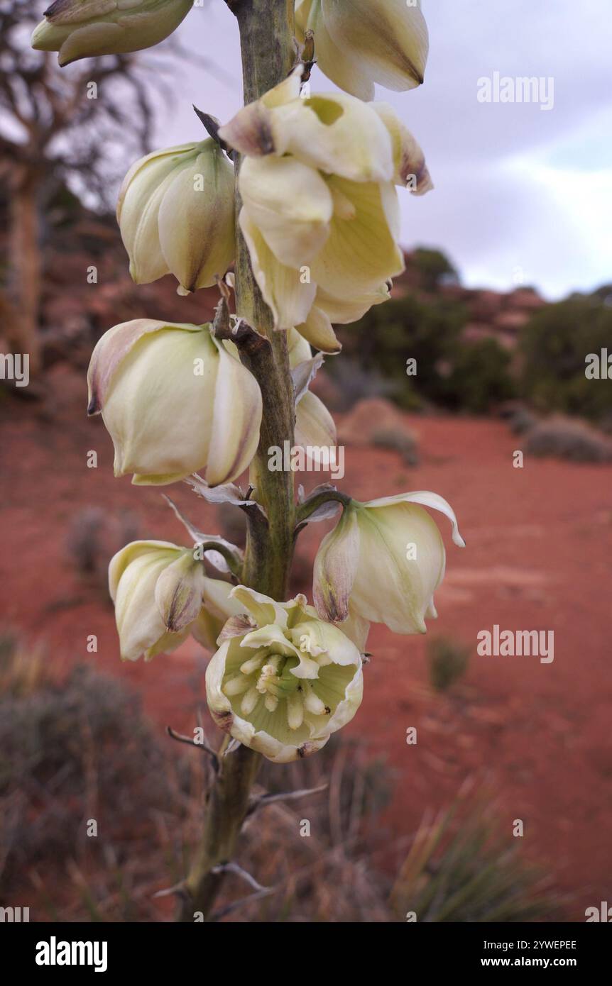 Narrowleaf yucca yucca angustissima hi-res stock photography and images ...